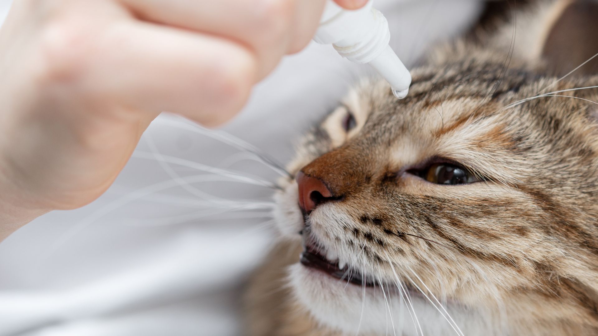 Pet Entropion In Cohasset, MA | Crazy Paws Vet Hospital