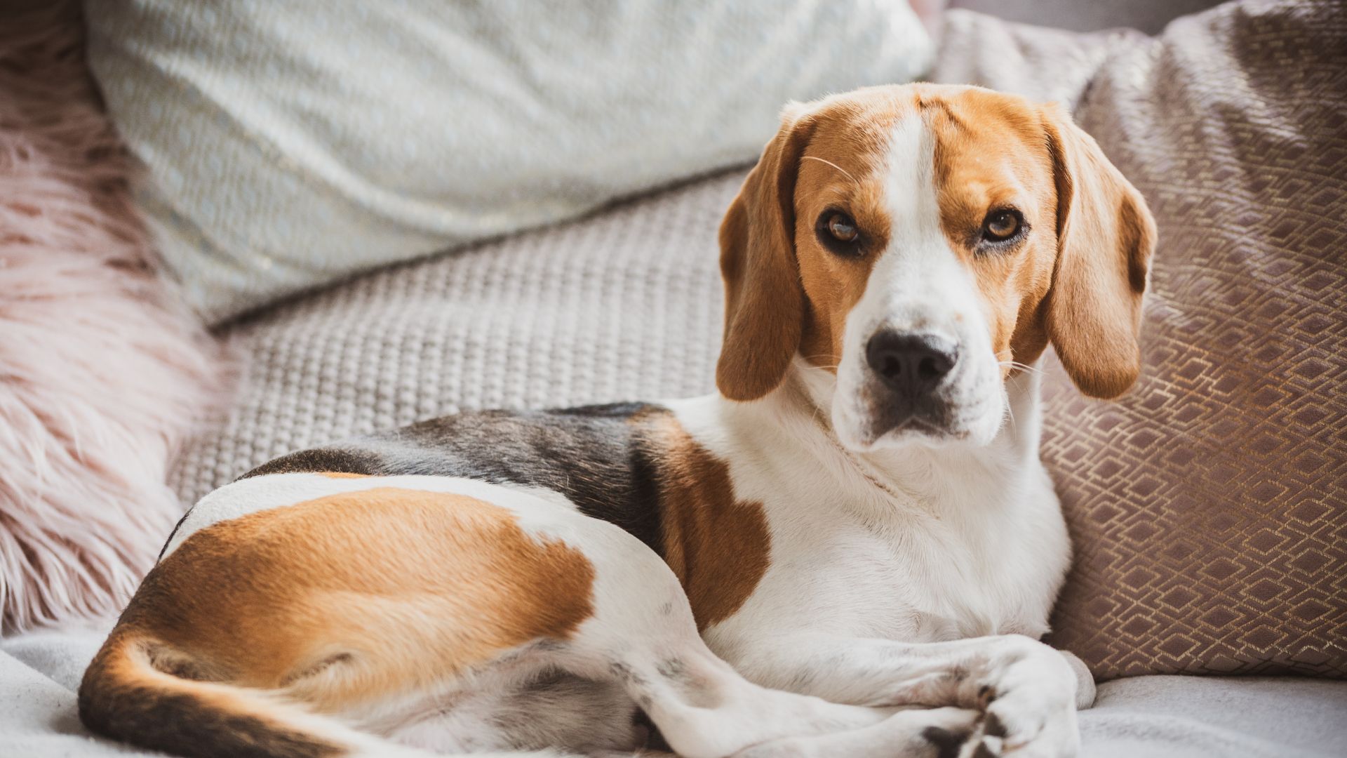 Pet Enucleation In Cohasset, MA | Crazy Paws Vet Hospital