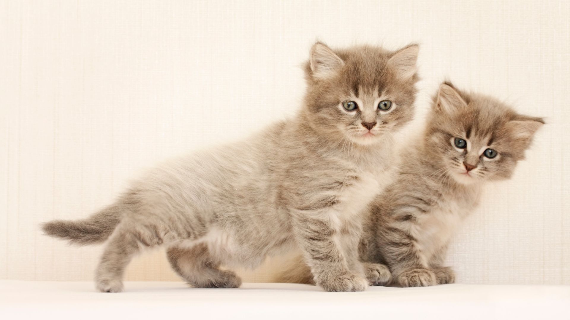 Cohasset, MA Veterinary Services | Crazy Paws Vet Hospital Cohasset, MA Veterinary Services | Crazy Paws Vet Hospital